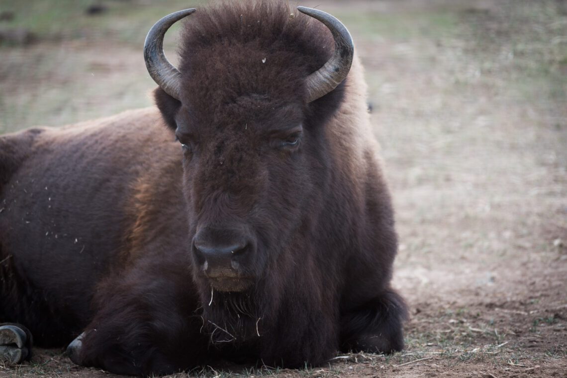 5 Places to See Bison in Colorado - Small Town Stops