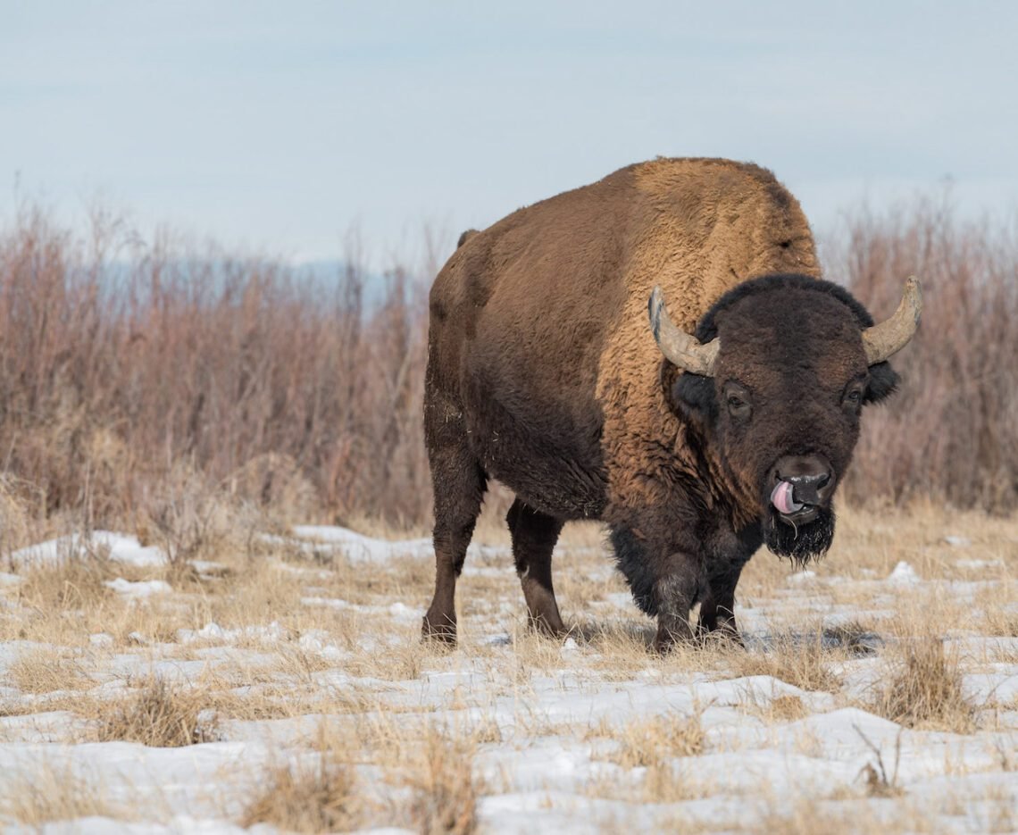 5 Places to See Bison in Colorado