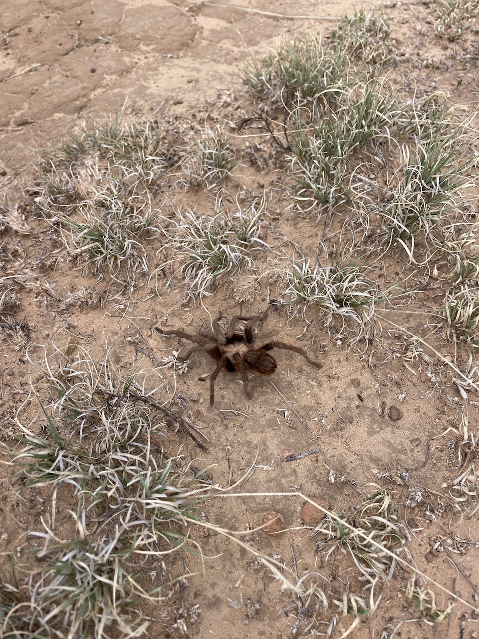 Where are the Tarantulas in Colorado? - Small Town Stops