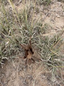 Where are the Tarantulas in Colorado? - Small Town Stops