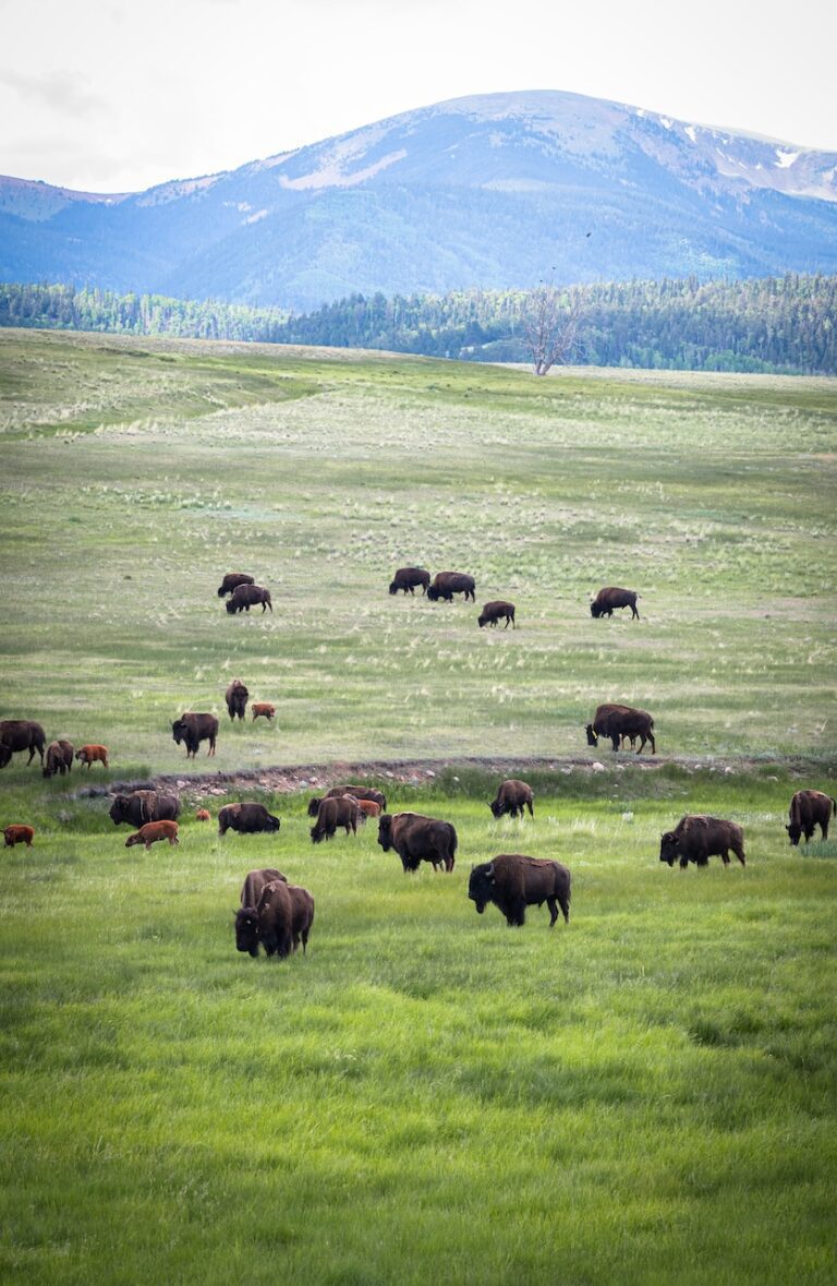 A Ted Turner Ranch Is Northern New Mexicos Hidden Gem Small Town Stops